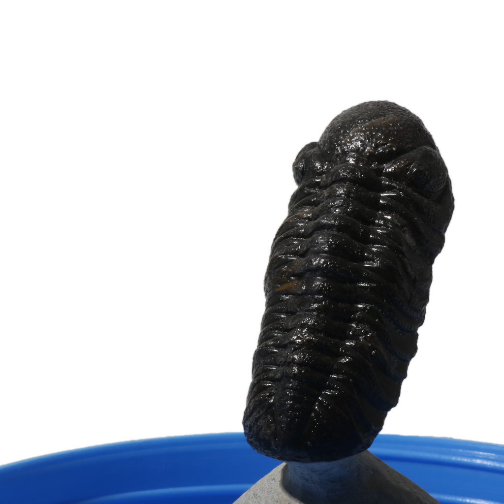 Trilobite Fossil on Stone Stand - U#19 - 2" – Stonebridge Imports