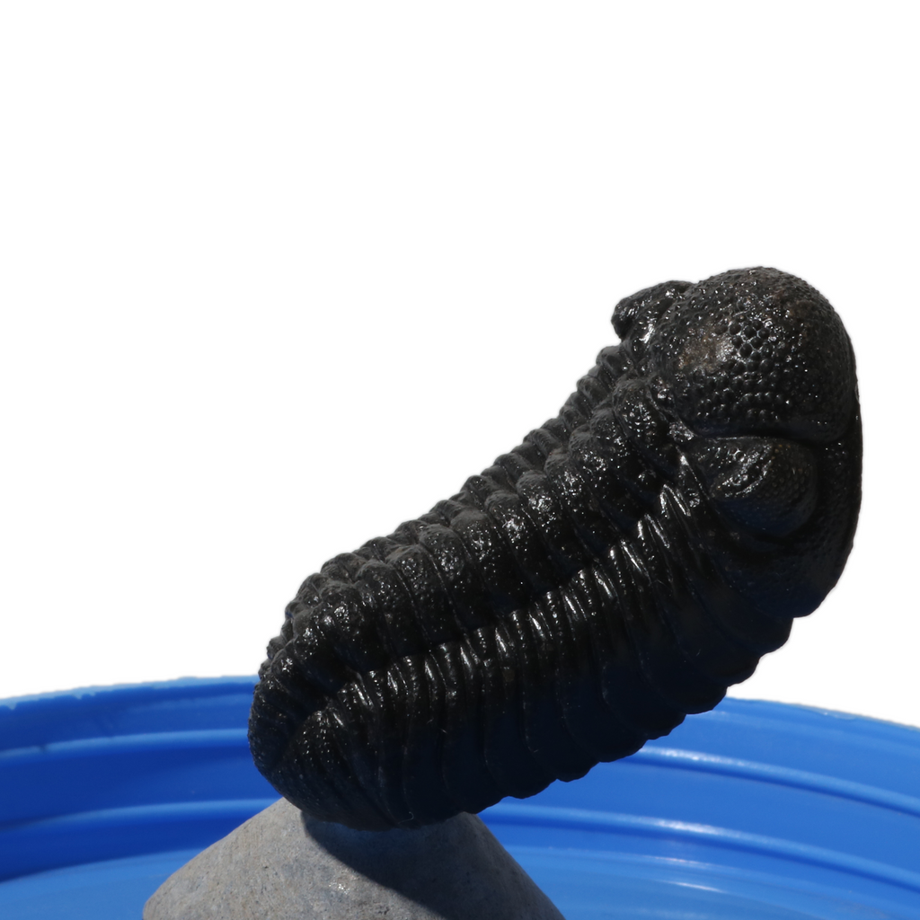 Trilobite Fossil on Stone Stand - U#21 - 2" – Stonebridge Imports